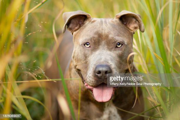 Bomber Pit Bull, turned Poodle, Kavanagh, is now Labelled, a Rat, but ...